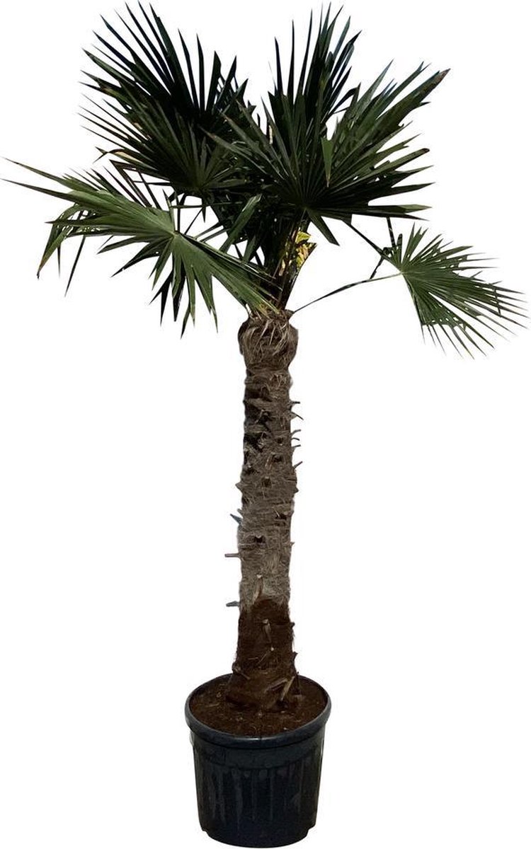 Tropictrees - Palmboom - Trachycarpus Fortunei - Plant - Winterhard ...