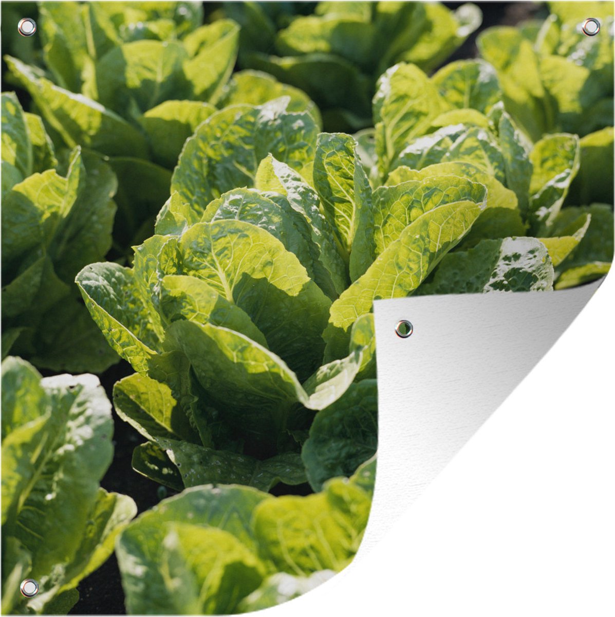 Tuindoek De zon die schijnt op bindsla of Romeinse sla - 100x100 cm ...