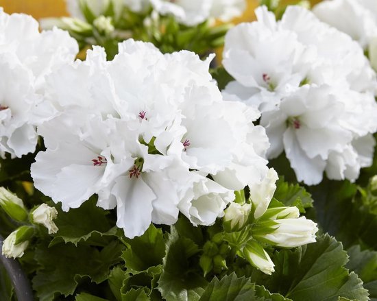 Franse Geranium | Pelargonium wit - Buitenplant in kwekerspot ⌀12 cm ...