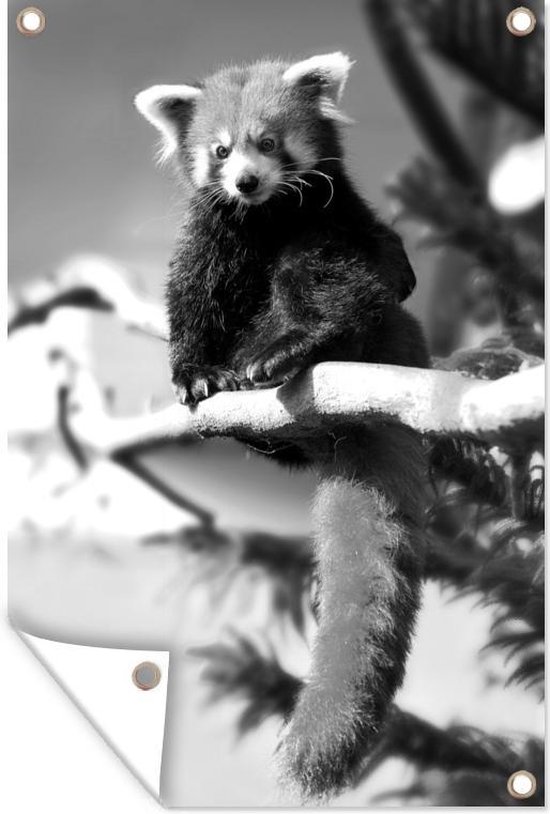 Affiche de jardin - Toile de jardin - Affiches extérieures - Panda roux ...