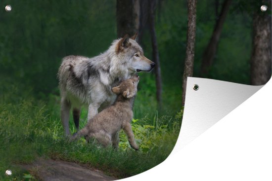 Tuindecoratie Grijze wolf met haar pup - 60x40 cm - Tuinposter ...
