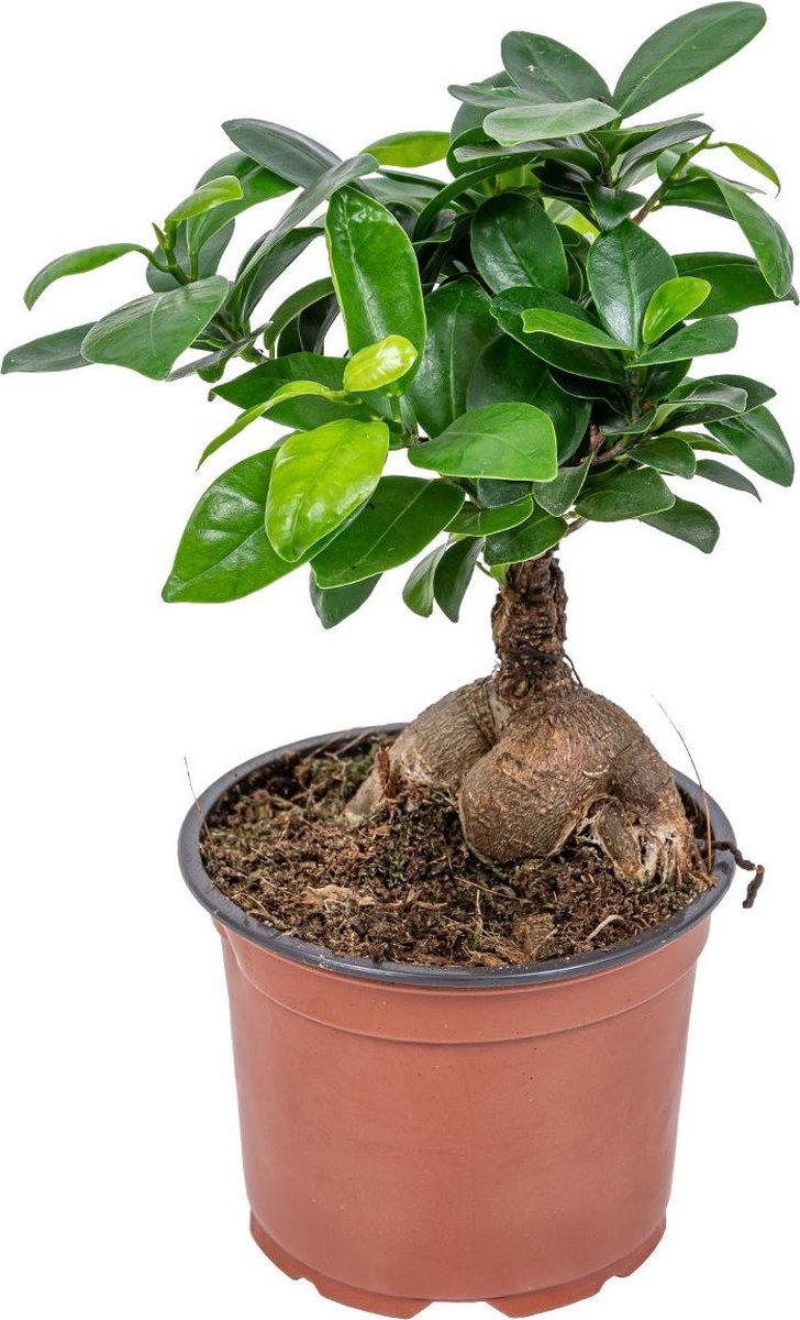 Bonsai boompje - Ficus 'Ginseng' - Pot 12 cm - Hoogte 35 cm | bol.com