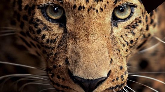 Snoozing Lupard - Dekbedovertrek - Tweepersoons - 200x200/220 cm ...