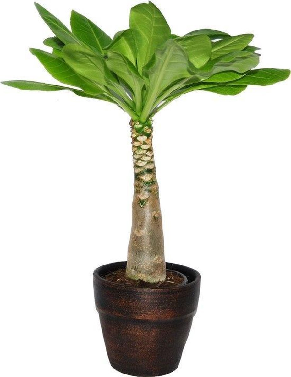 Brighamia insignis 'Hawaii Palm' - 40cmincl mand Scott | bol.com