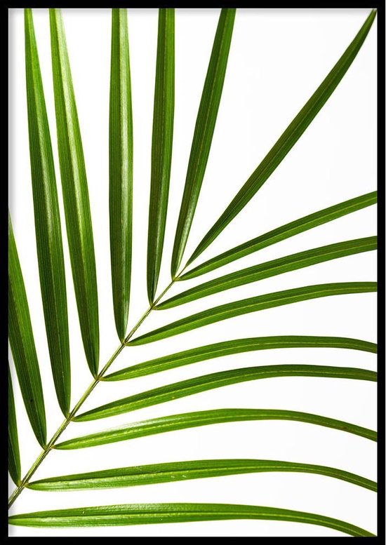 Poster Palm Blad - 70x100cm - Posters - 250g Fotopapier | bol