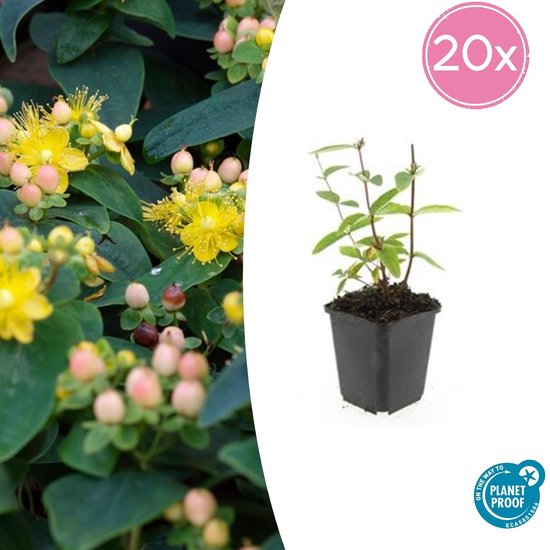 20x Hypericum inodorum 'Annebel' - 10-25cm - Ø9cm | bol