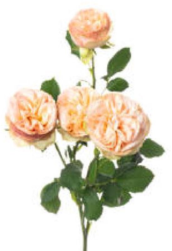 10x Rosa gentle trendsetter 60cm | bol