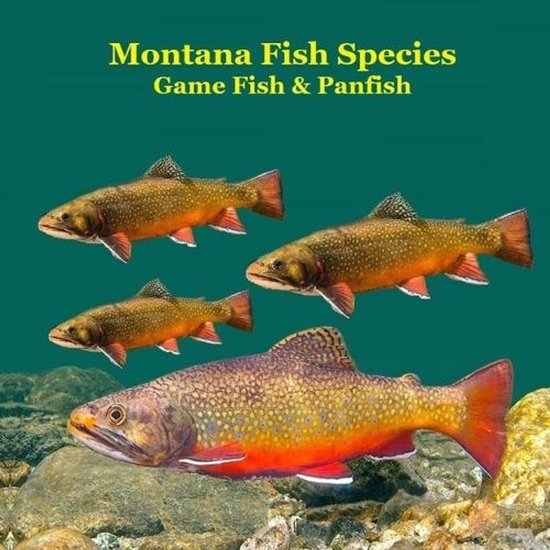 Montana Game Fish and Panfish Species Kids Book, Kinsey Marie ...