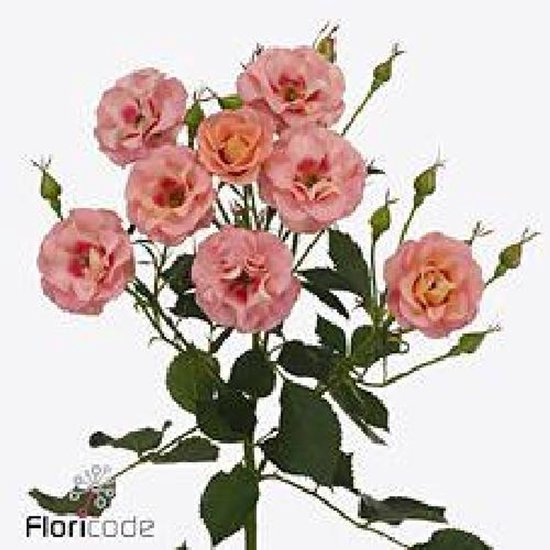 10x Rosa shiraz 40cm | bol