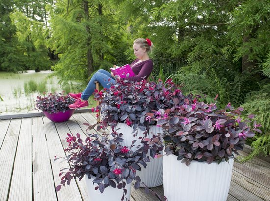 Hello Plants Loropetalum Chinese Ever Red Heksenstruik - Struik ...