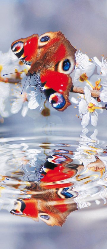 Butterfly Flower Scene Photo Wallcovering | bol