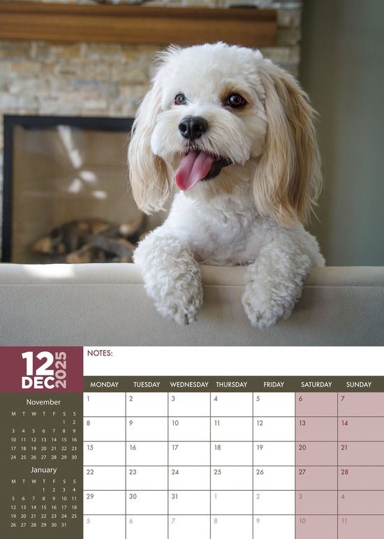 Cockapoo A3 Kalender 2025 | bol