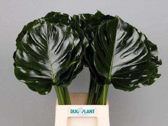 DutchFlowers - Boeket - 10x Monstera blad 70cm | bol