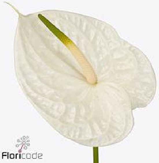 DutchFlowers - Boeket - 12x Anthurium graciosa | bol