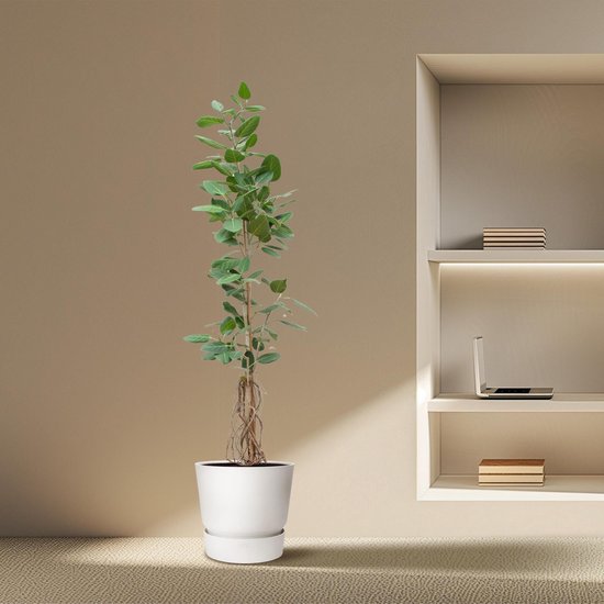 Ficus Benghalensis Audrey Op Stam (Hangende Wortels) - | bol