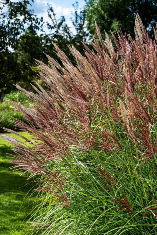 Miscanthus sinensis 'Red Chief' - 7 liter pot | bol