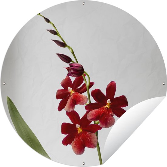 Tuincirkel Rode orchidee met bladeren voor een witte achtergrond ...
