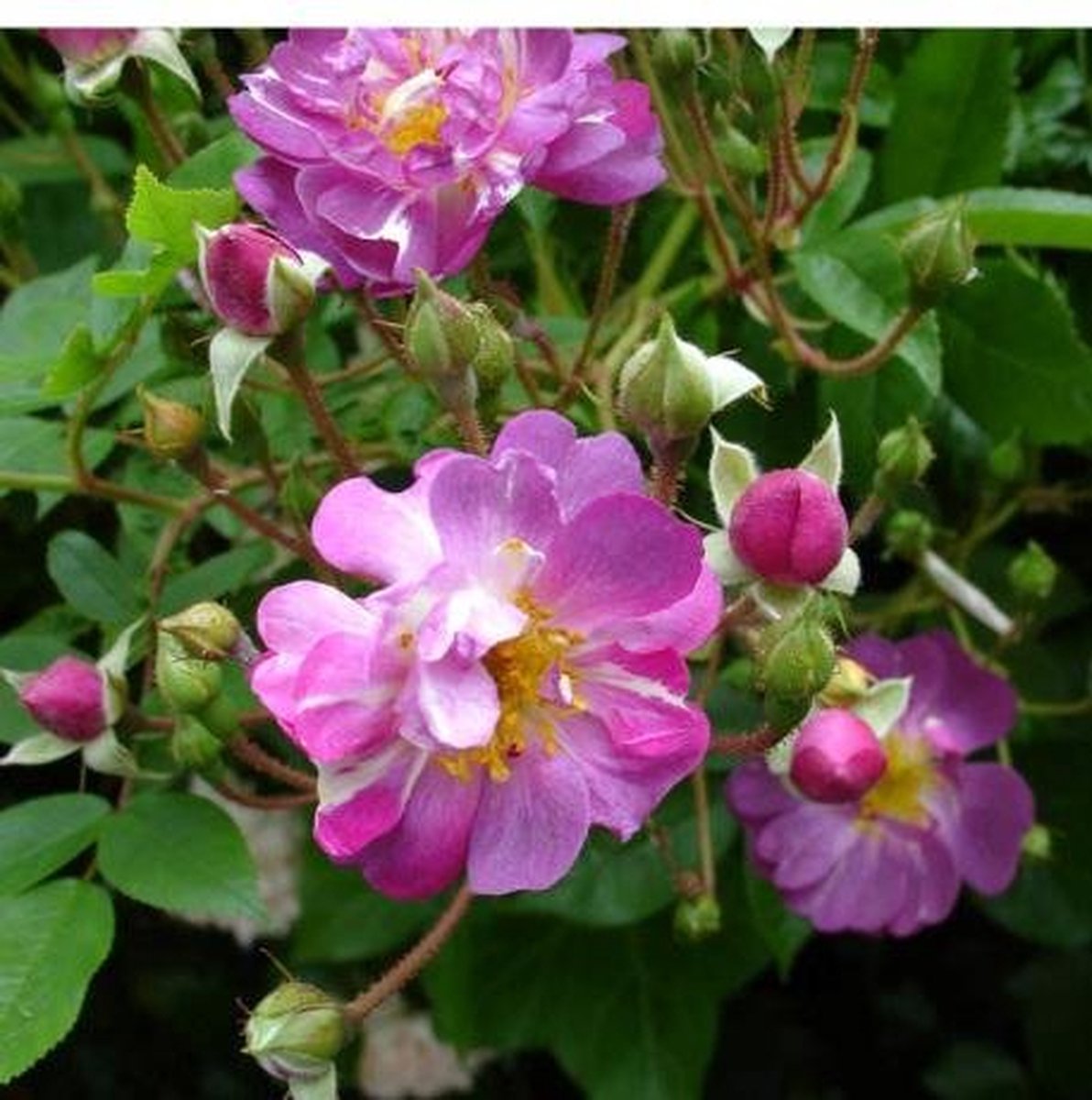 Veilchenblau | Rambler roos | Paars | Klimroos | 4 tot 6 meter | Wortel ...