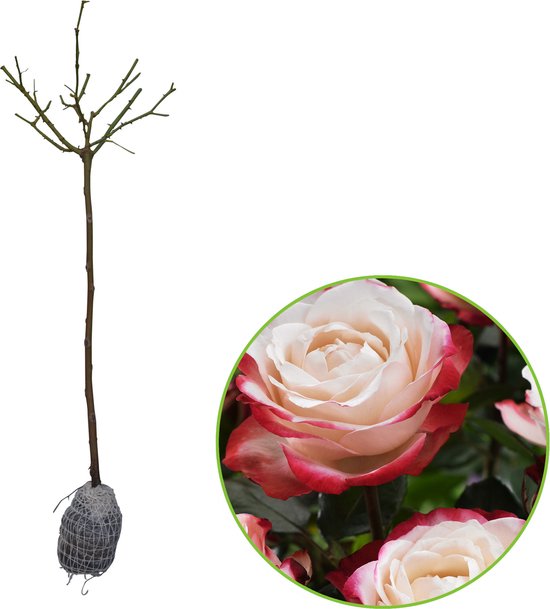 Stamroos Rosa 'Nostalgie' rood-wit - Rozen - Bare rooted - Winterhard ...
