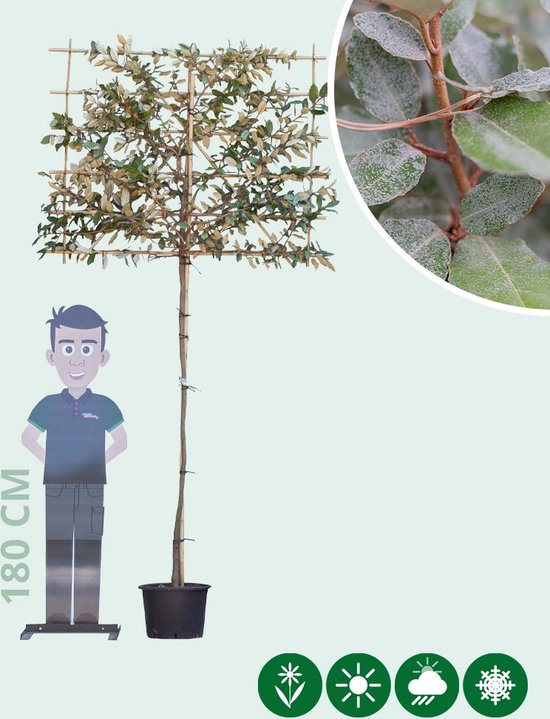Olijfwilg leiboom 180 cm (120x150) | Elaeagnus ebbingei 6-10 cm 180 cm ...