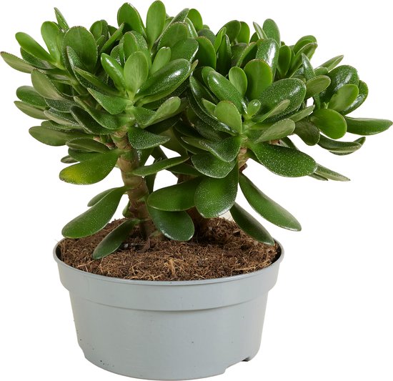 Bloomique - Crassula Ovata Magical Tree - Jade Plant - Kamerplanten ...