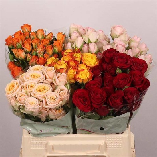 20x Rosa mix var.(t) 40cm | bol