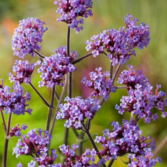 Plants Online BV - Planten - Tuinplanten - Vaste planten - Set van 3 ...