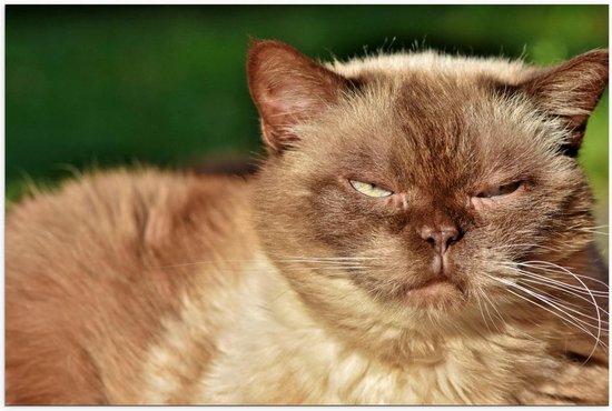 Poster – Luie Kat - 90x60cm Foto op Posterpapier | bol