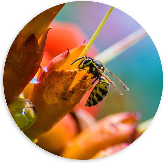 KuijsFotoprint - Schilderij - Wesp Rode - Blauw, Geel, Rood En Oranje ...