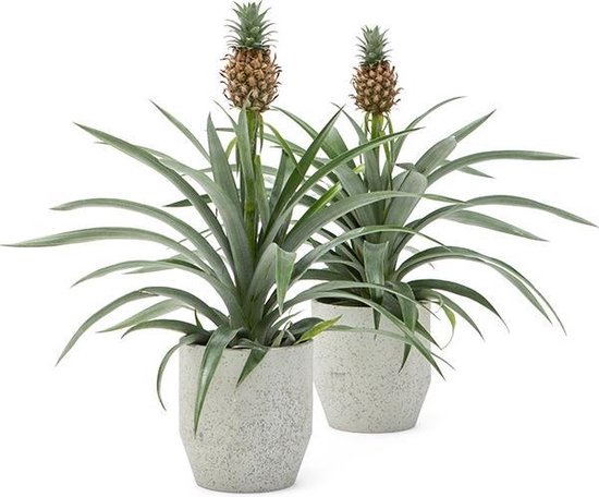Ananas Comosus 'Ananasplant' - 2 Stuks - Inclusief Pot | bol.com