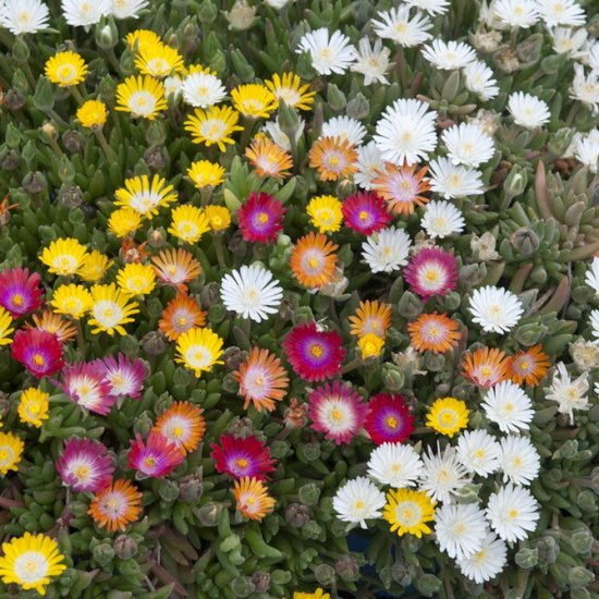 6 x IJsbloem Wit|Rood|Paars|Geel|Oranje - Matig Winterharde Vaste Plant ...