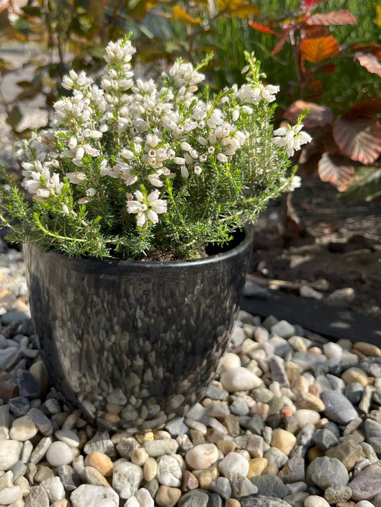 Dopheide Wit - 6 Stuks - Erica cinerea 'Alba Major' - 1.5L | bol