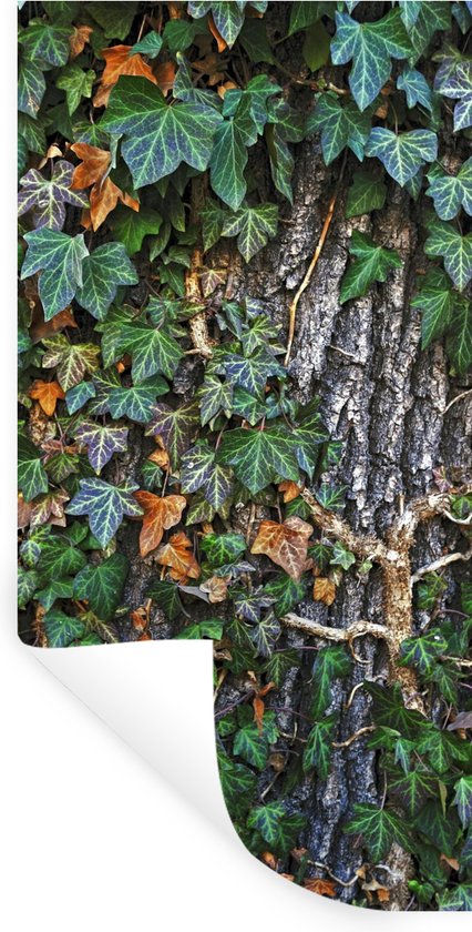 Muurstickers - Sticker Folie - Een kleurrijke Hedera groeit op een ...
