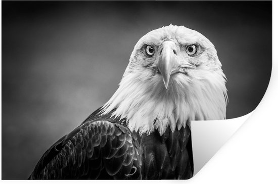 Muurstickers - Sticker Folie - Arend - Roofvogel - Zwart - Wit - Dieren ...