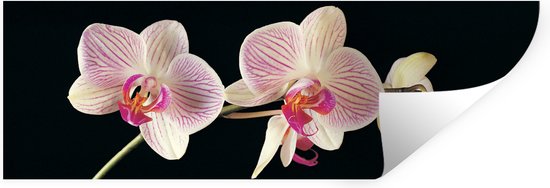 Muurstickers - Sticker Folie - Orchidee - Bloemen - Zwart - Roze - Knoppen - 60x20 cm... | bol