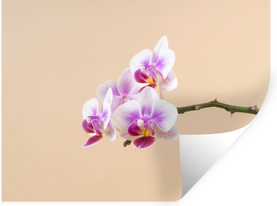 Muurstickers - Sticker Folie - Witte en roze orchidee - 40x30 cm - Plakfolie -... | bol