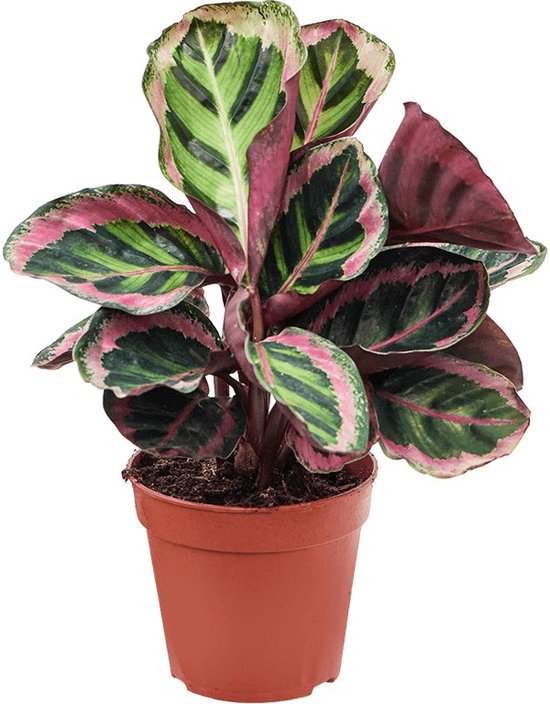 Calathea – Marantaceae (Calathea Roseapicta Var. Illustris) – Hoogte ...