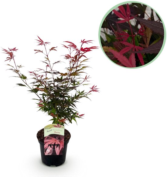 Tuinplantenshop.com | Terrasplant - Japanse Esdoorn - Acer palmatum ...