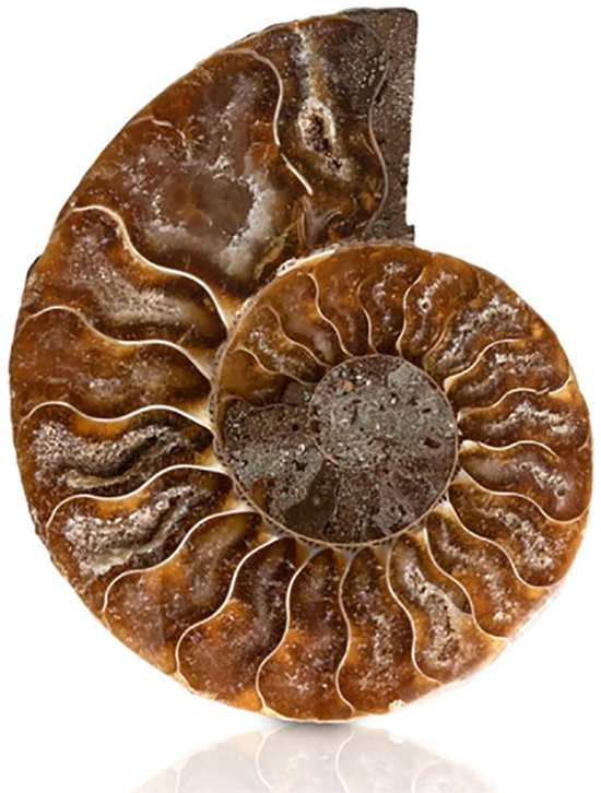 Ammoniet fossiel - Natuurlijke slak steen - Uniek mineraal specimen | bol