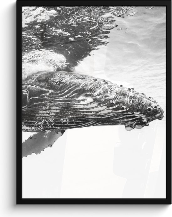 Poster met lijst - Frame - Walvis - Dieren - Zee - Zwart - Wit ...