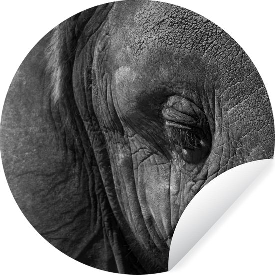 WallCircle - Muurstickers - Behangcirkel - Olifant - Dieren - Close up - Zwart wit -... | bol