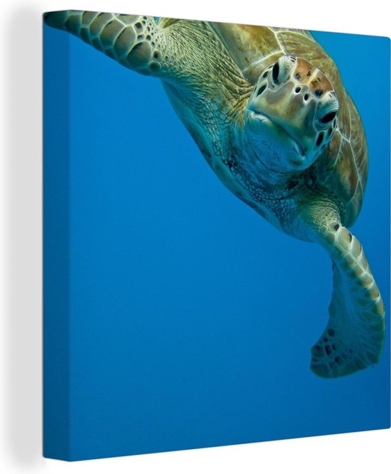 Canvas Schilderij Fotoprint oogcontact met schildpad - 50x50 cm - Wanddecoratie | bol.com