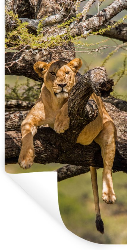 Muurstickers - Sticker Folie - Leeuw - Boom - Bruin - 60x120 cm - Plakfolie -... | bol