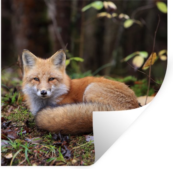 Muurstickers - Sticker Folie - Vos - Bos - Dier - 120x120 cm - Plakfolie -... | bol