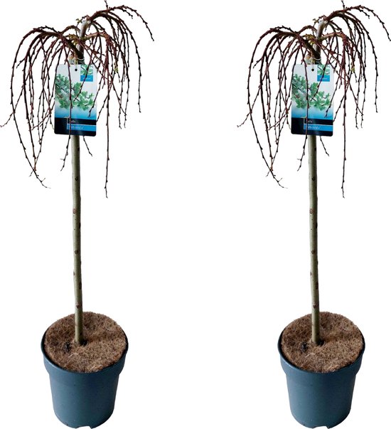 Plant in a Box - Salix Arbuscula - Zwitserse dwergwilg op stam - set ...