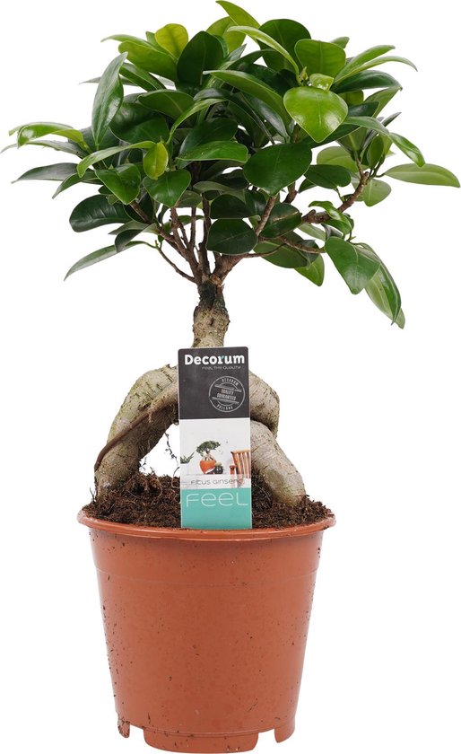 Bonsai Boompje – 15 jaar oud – bewonderingswaardig op elke plek van de ...