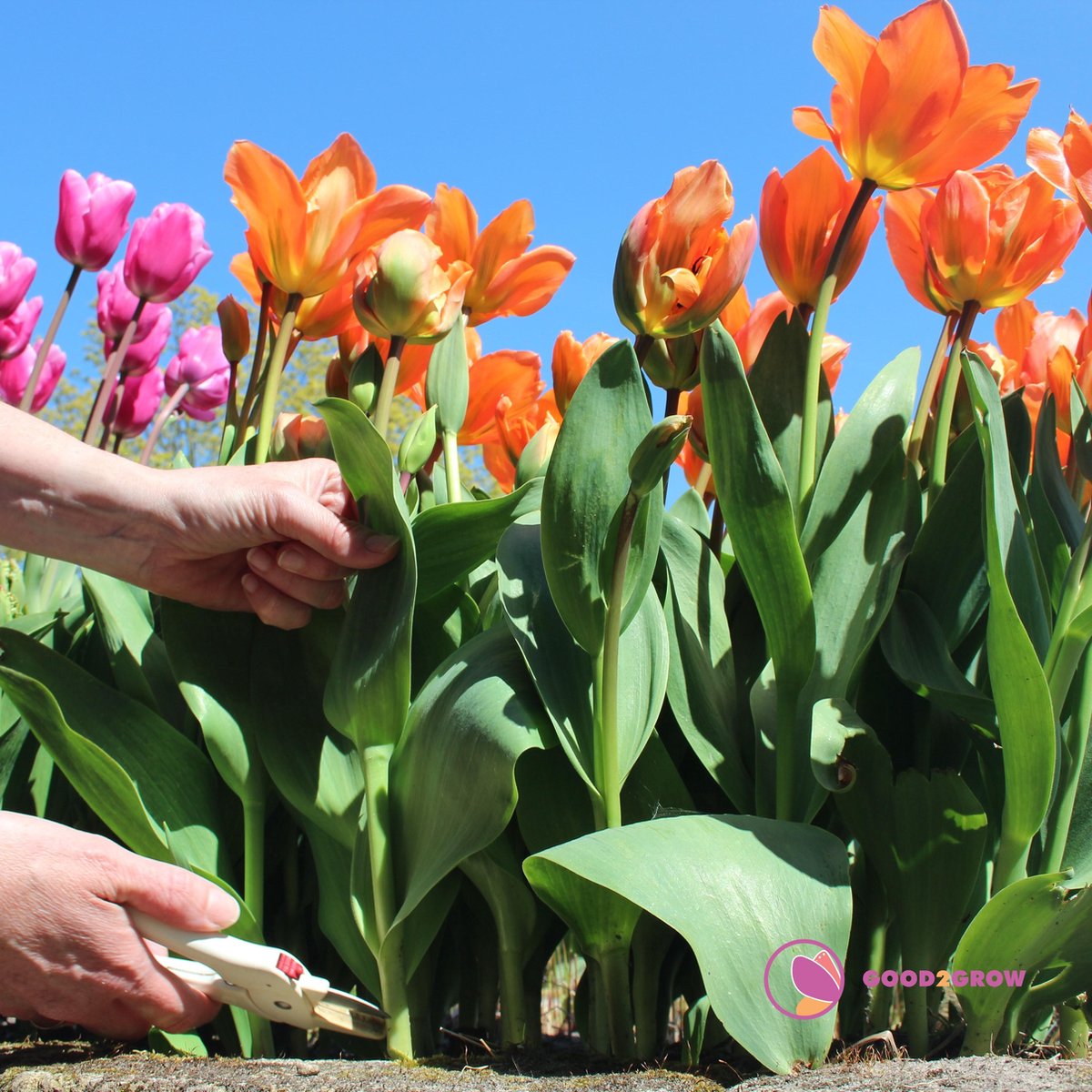 Tulipa / Tulp Disneyland Paris / 50 tulpen - bloembollen / volle oranje ...