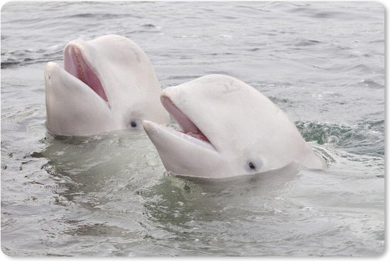 Muismat Witte dolfijn - Twee Witte dolfijn wachtend om gevoed te worden ...