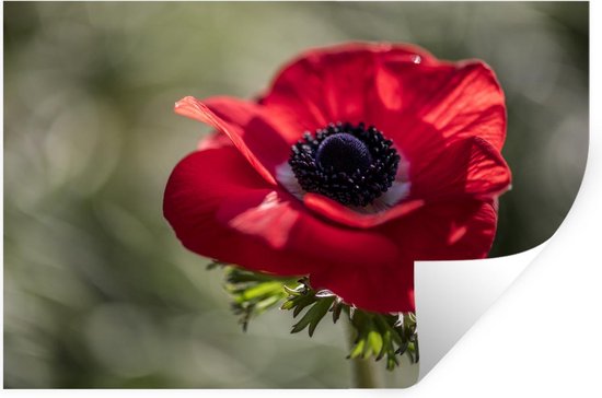 Muurstickers - Rode anemoon in het zonlicht - 60x40 cm - Plakfolie ...