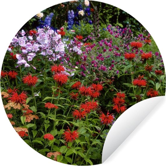 Wandcirkel Bergamotplant - Gekleurde bergamot planten tijdensheldere ...